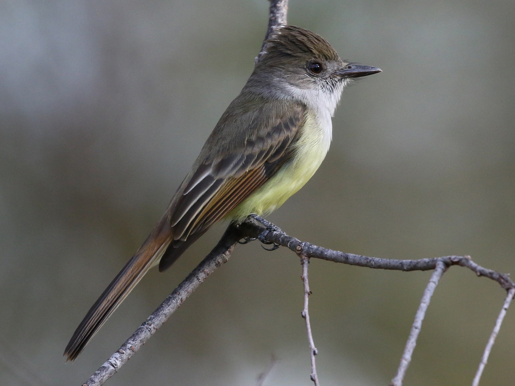 Dusky-capped Flycatcher - eBird