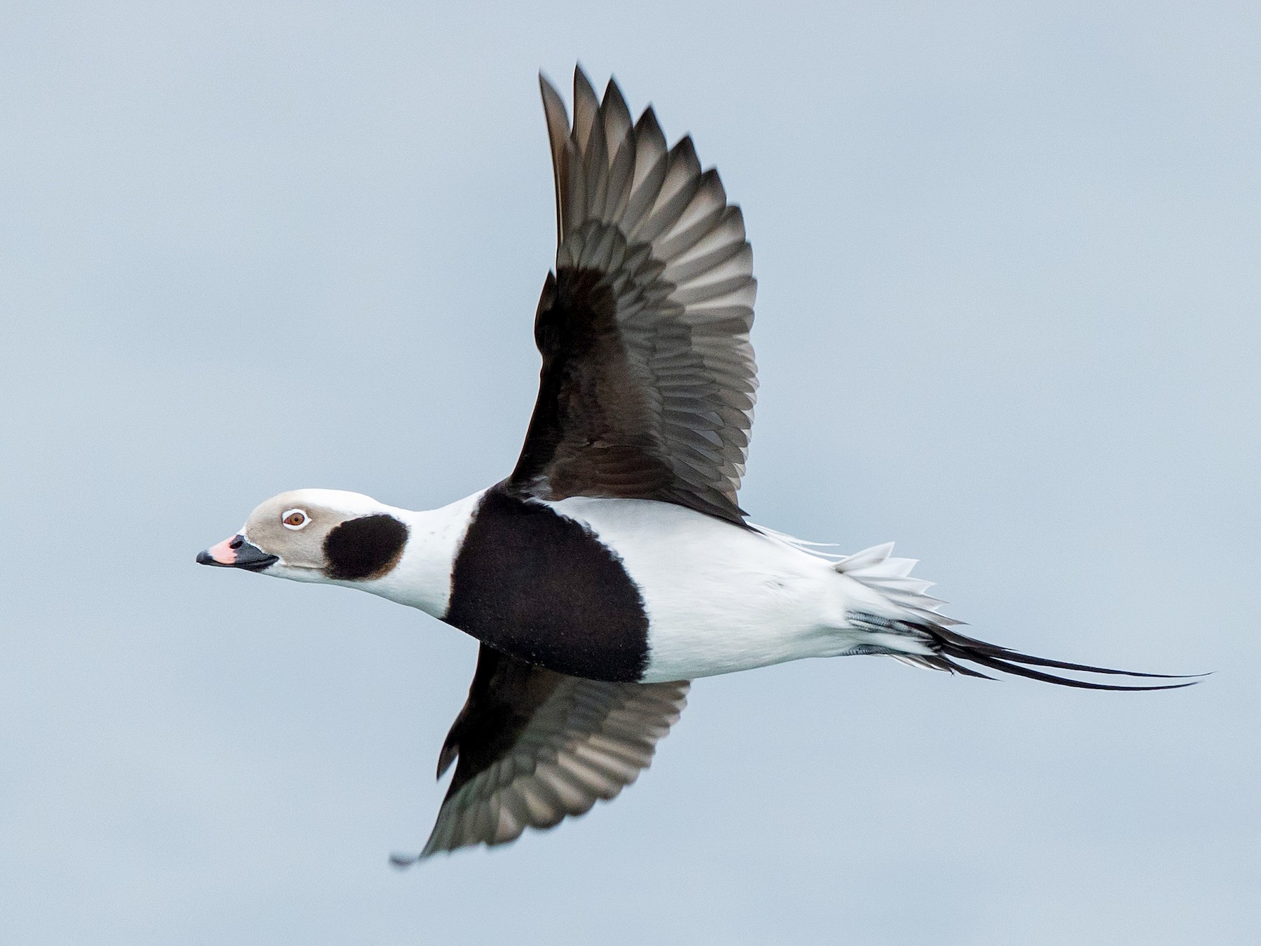 Long-tailed Duck - eBird