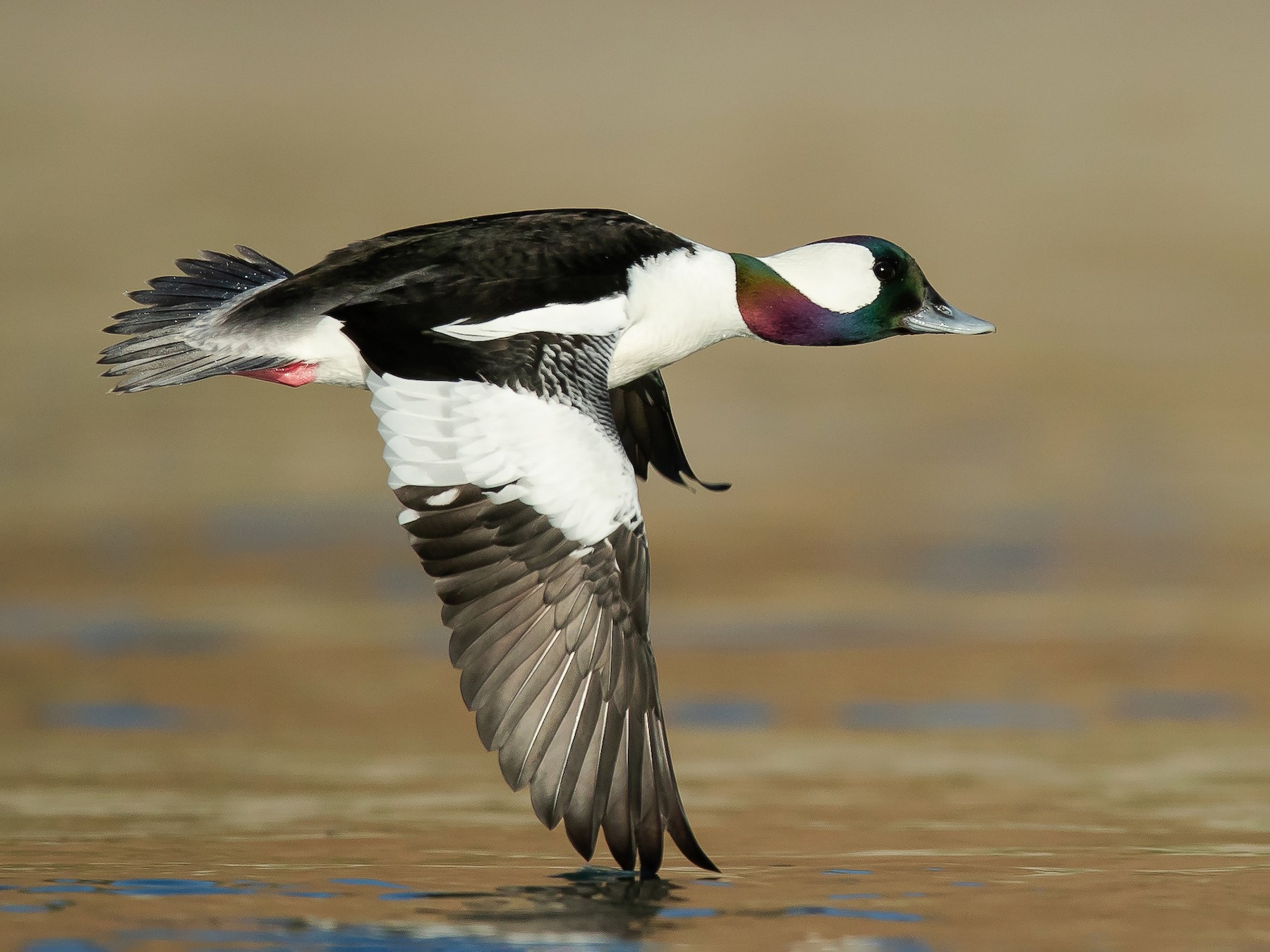 Bufflehead - eBird