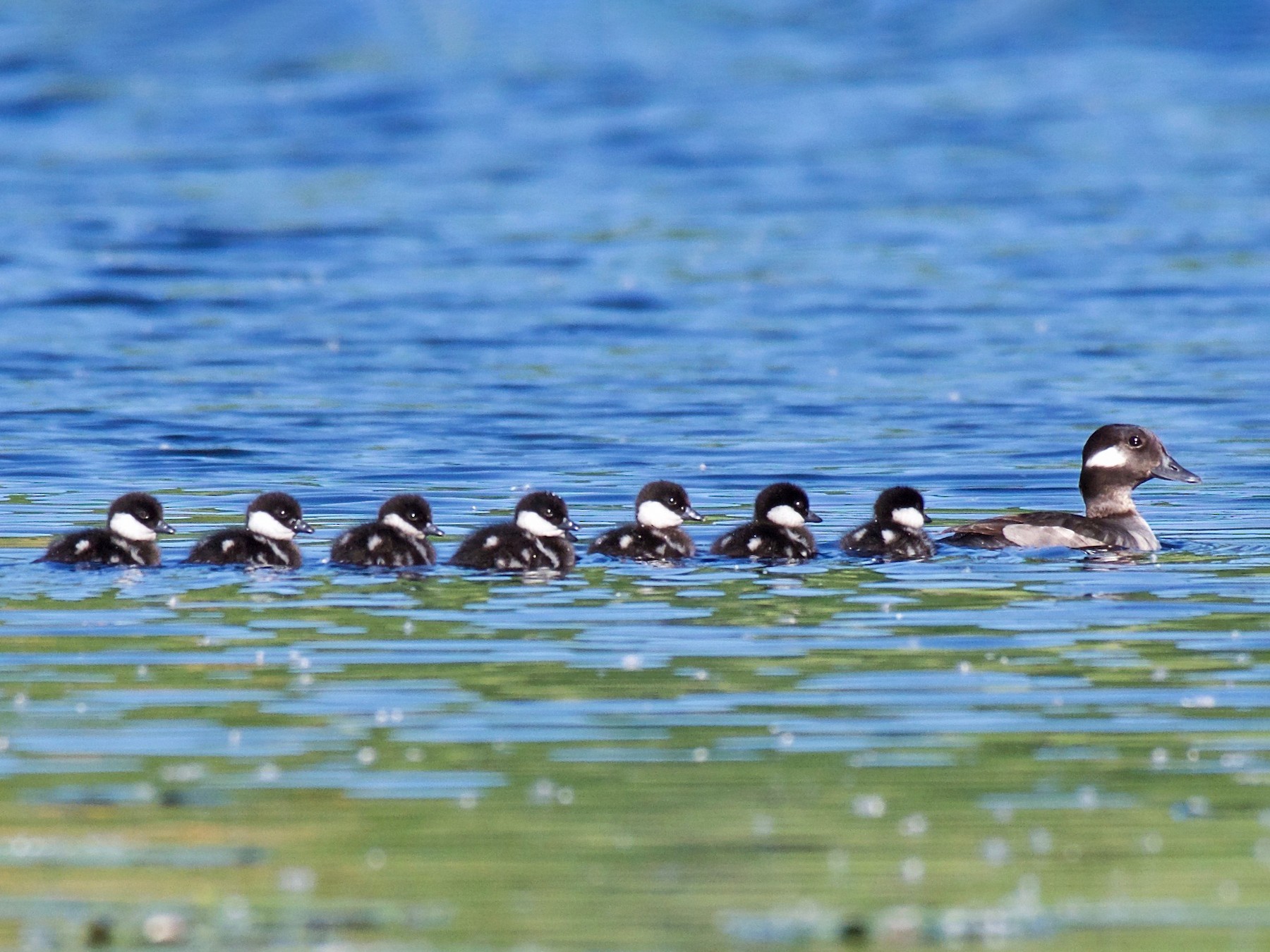 Bufflehead - eBird