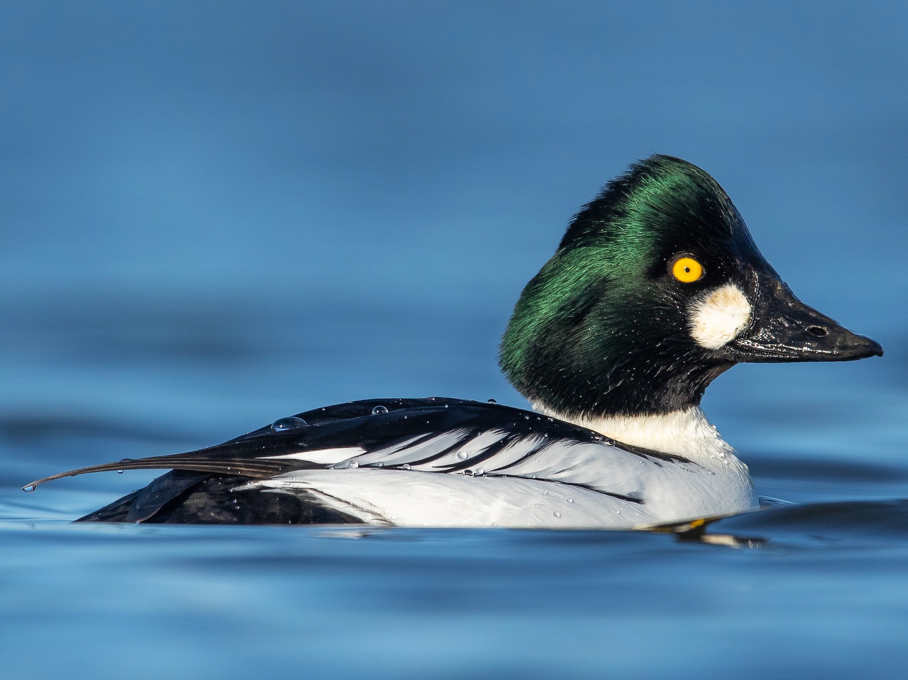 Common Goldeneye - eBird