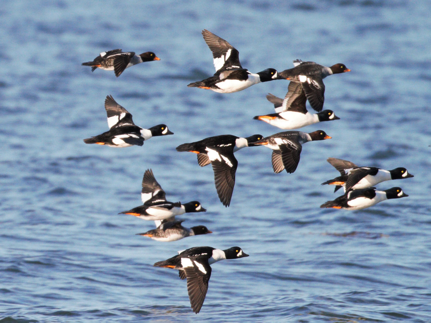 Barrow's Goldeneye - eBird