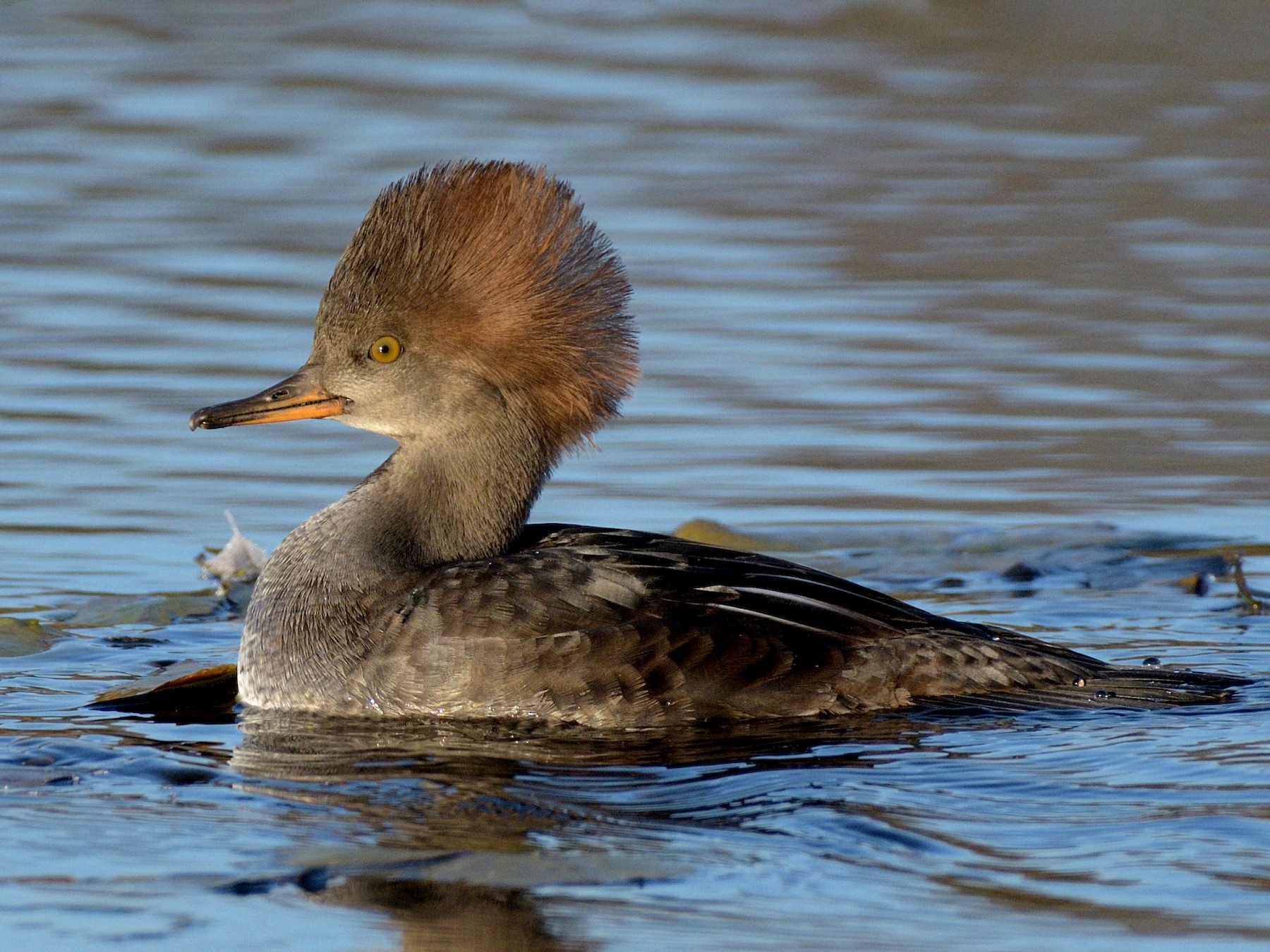 Hooded Merganser - eBird