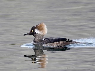 Hooded Merganser - eBird