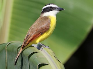 Great Kiskadee - eBird