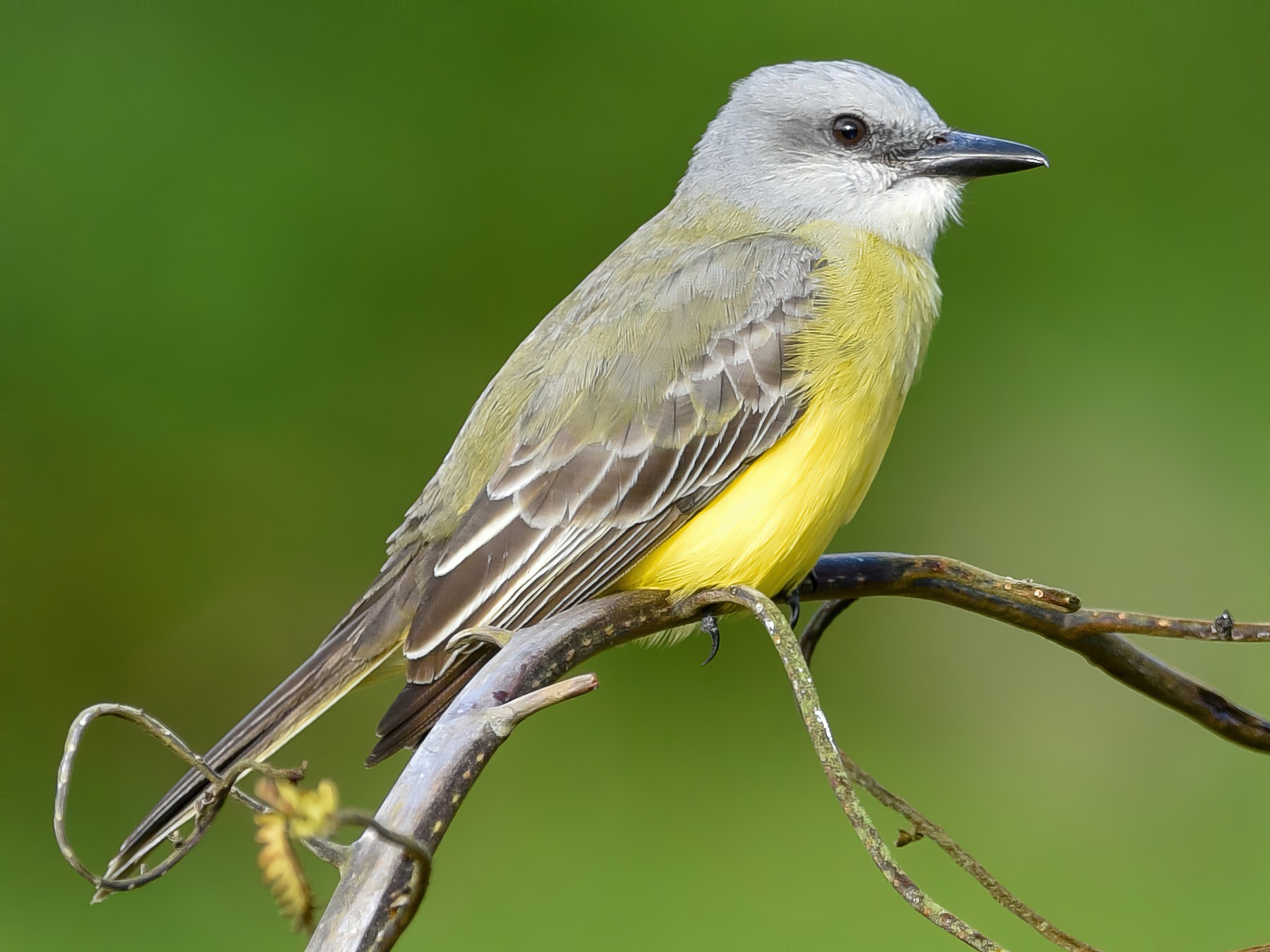 Tropical Kingbird - eBird