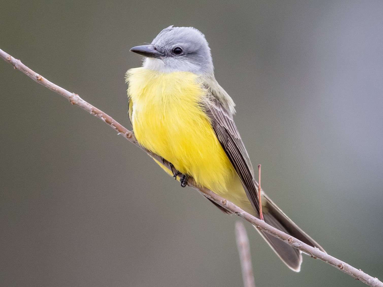 Couch's Kingbird - eBird