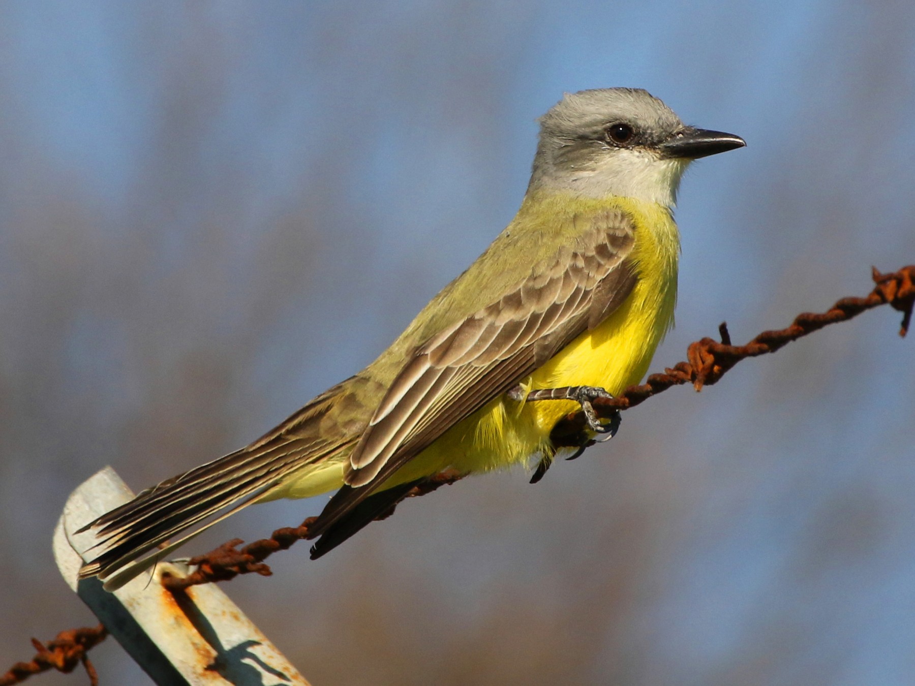 Couch's Kingbird - eBird