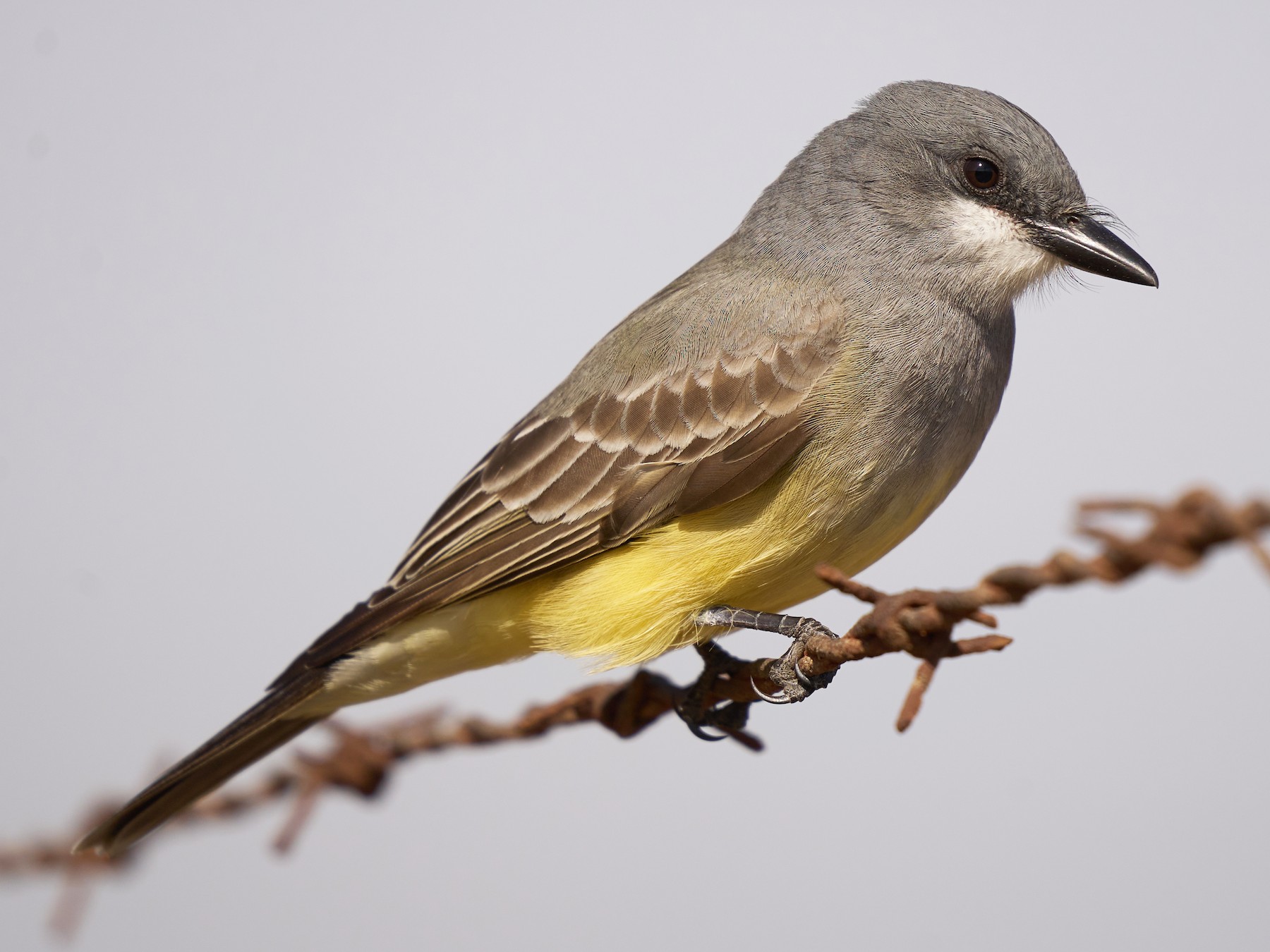 Cassin's Kingbird - eBird