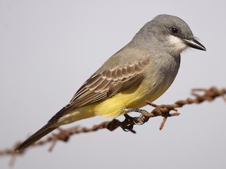 Cassin's Kingbird - eBird