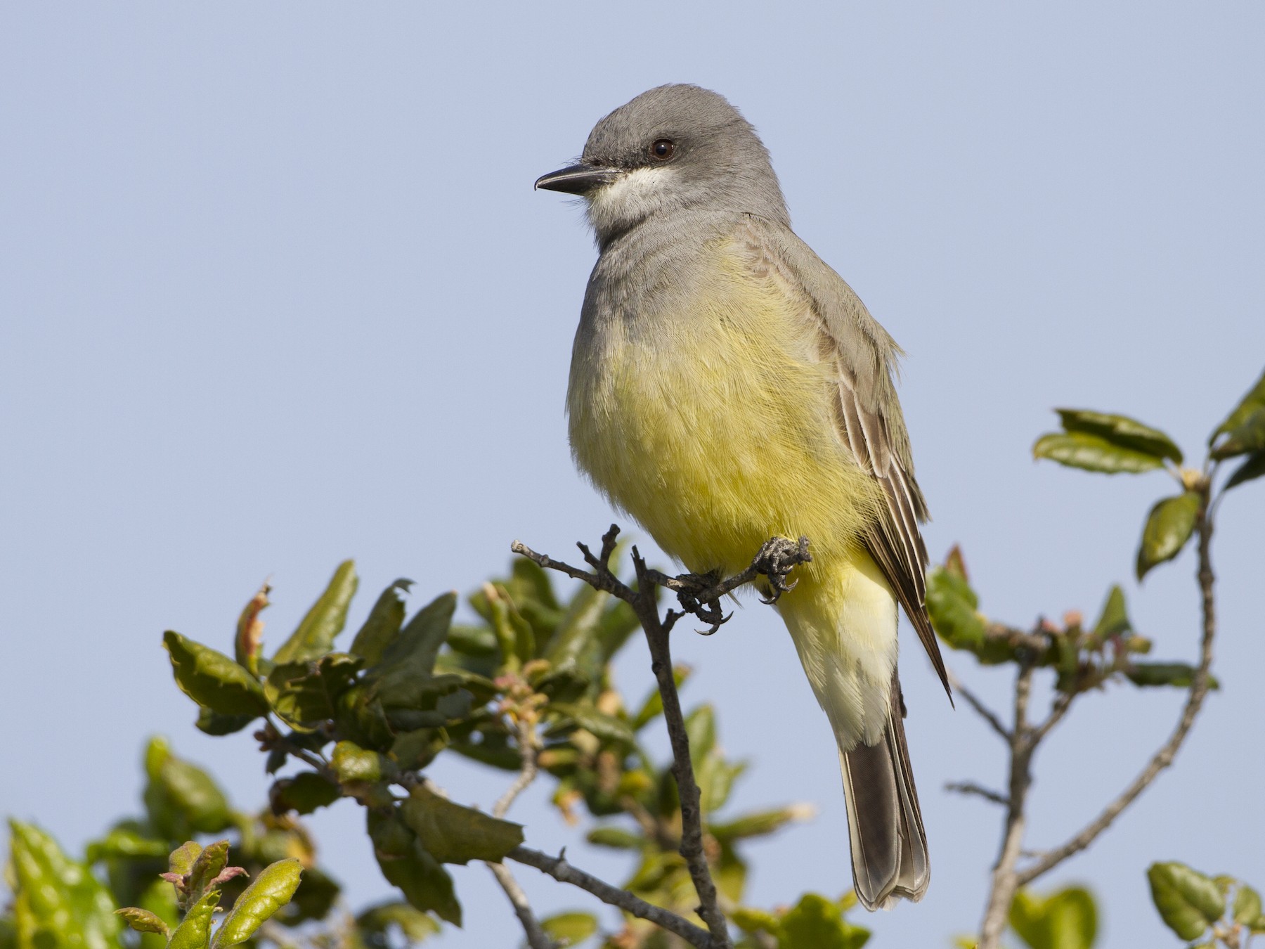 Cassin's Kingbird - eBird