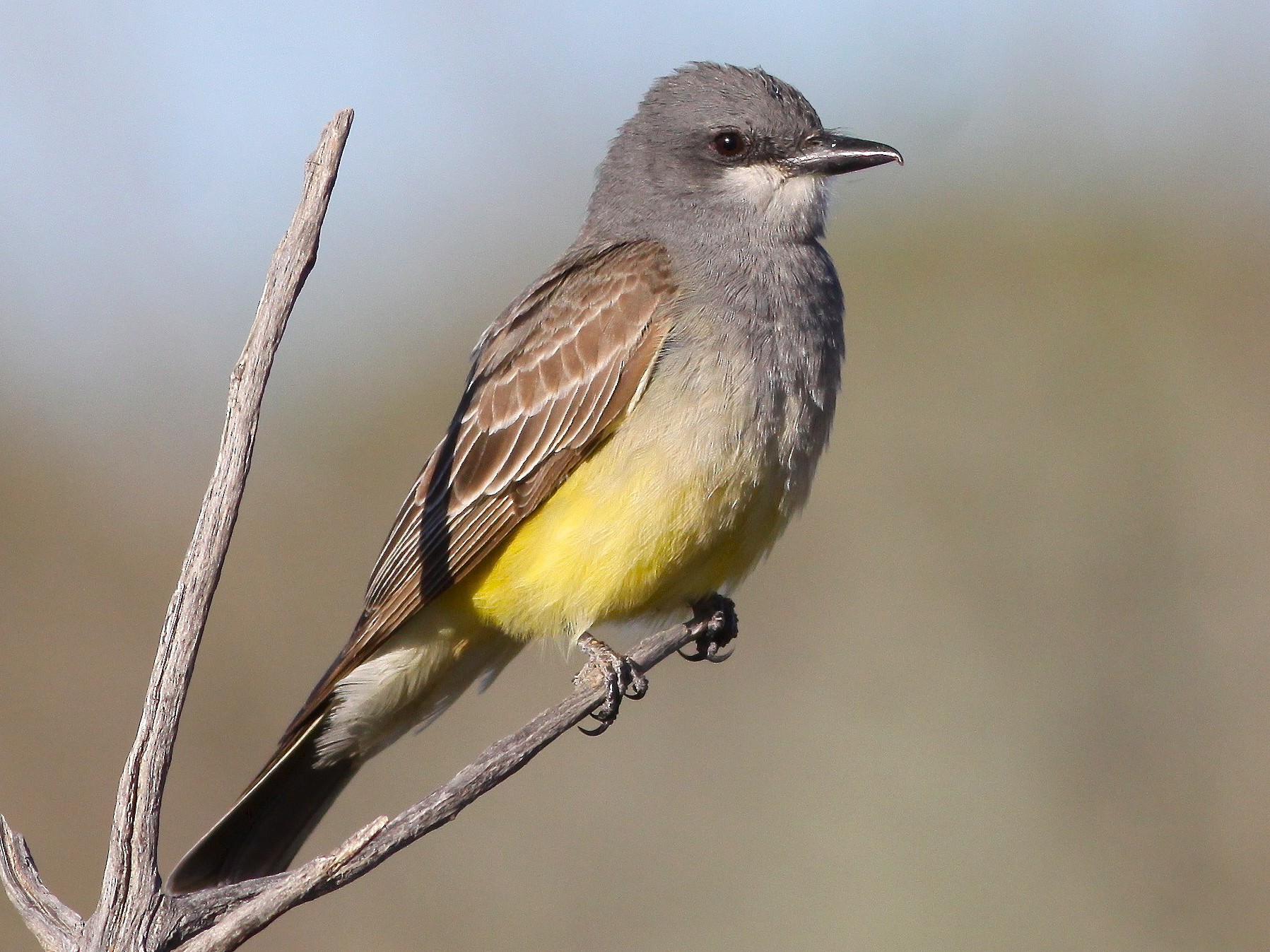 Cassin's Kingbird - eBird