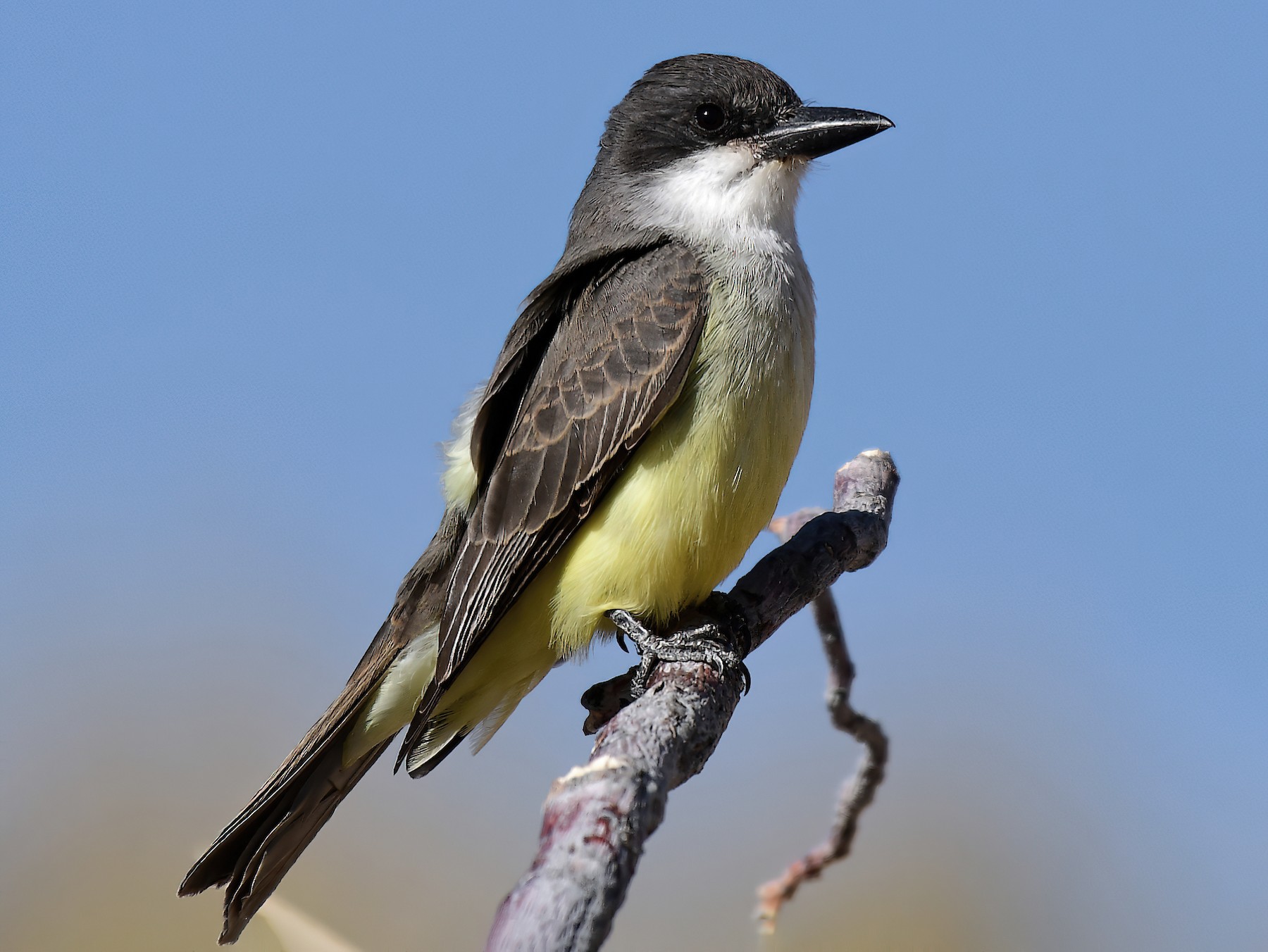 Thick-billed Kingbird - eBird