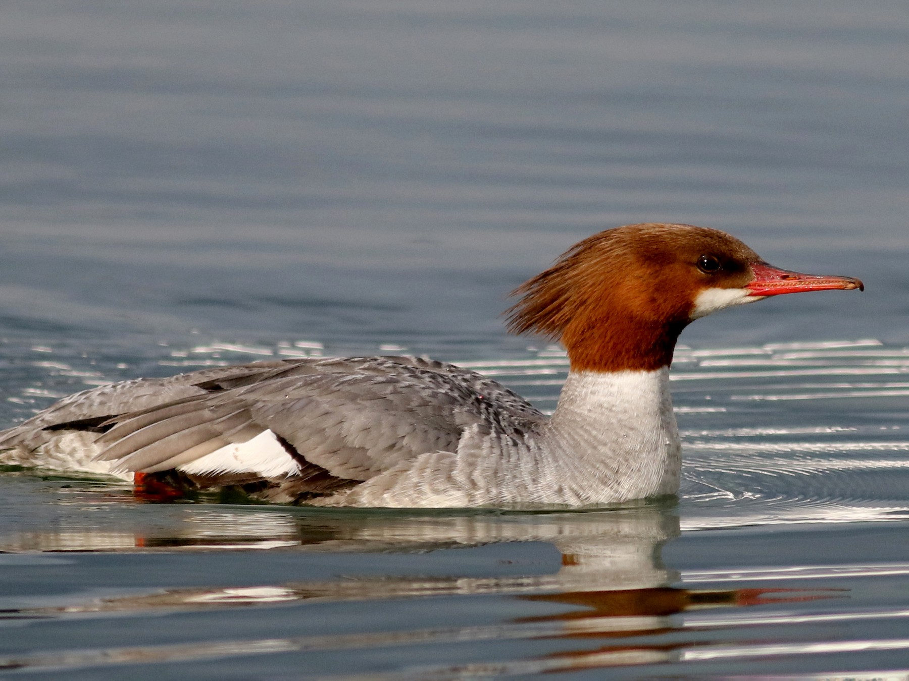 Common Merganser - eBird