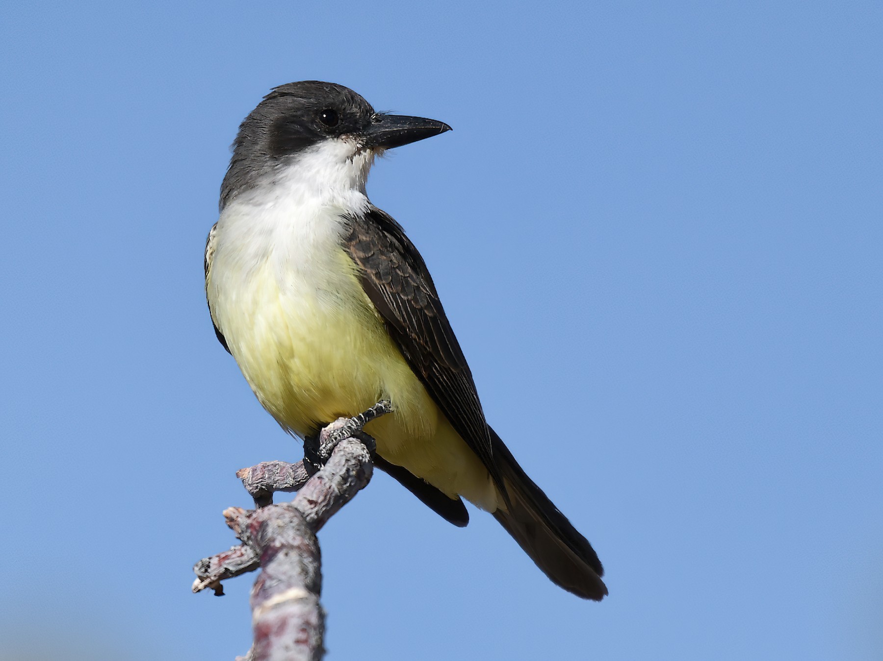 Thick-billed Kingbird - eBird