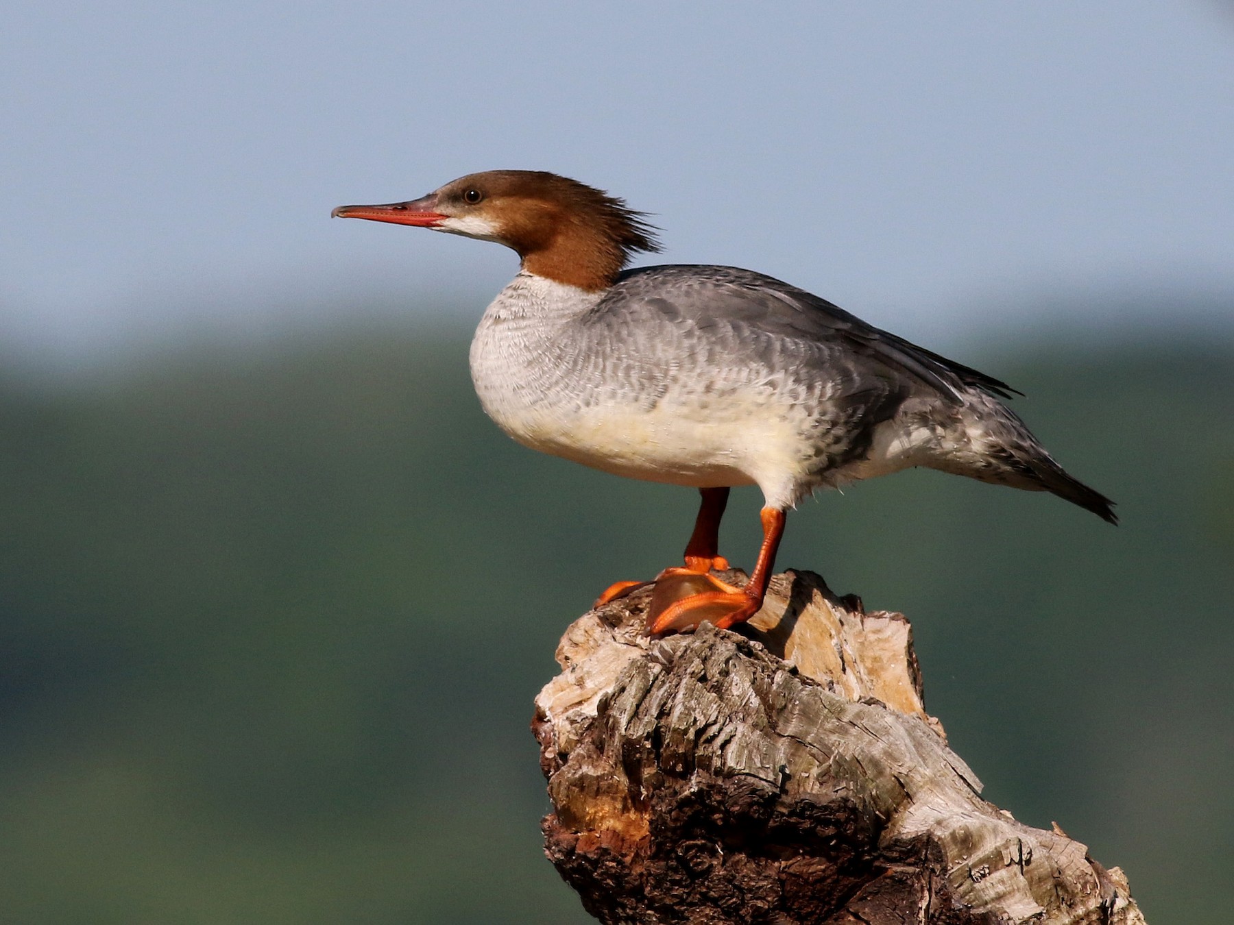 Common Merganser - eBird