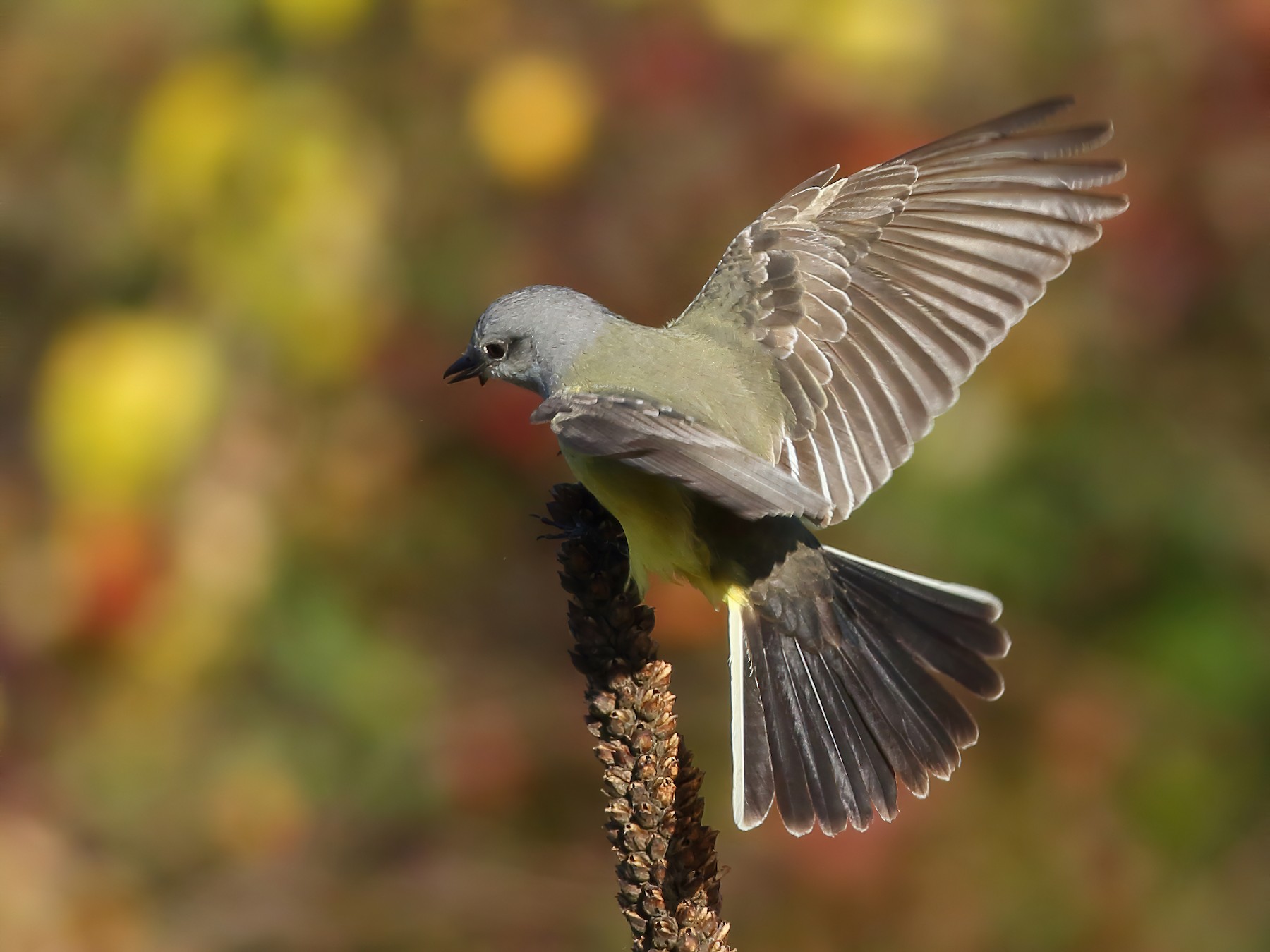 Western Kingbird - eBird