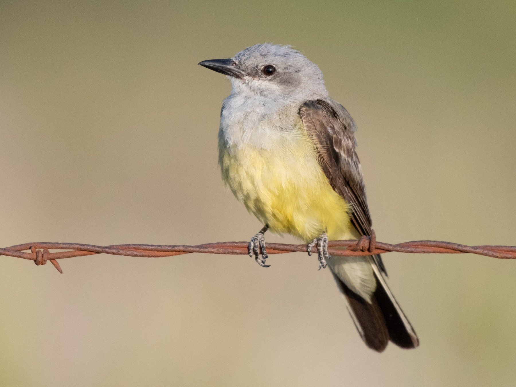 Baby Western Kingbird