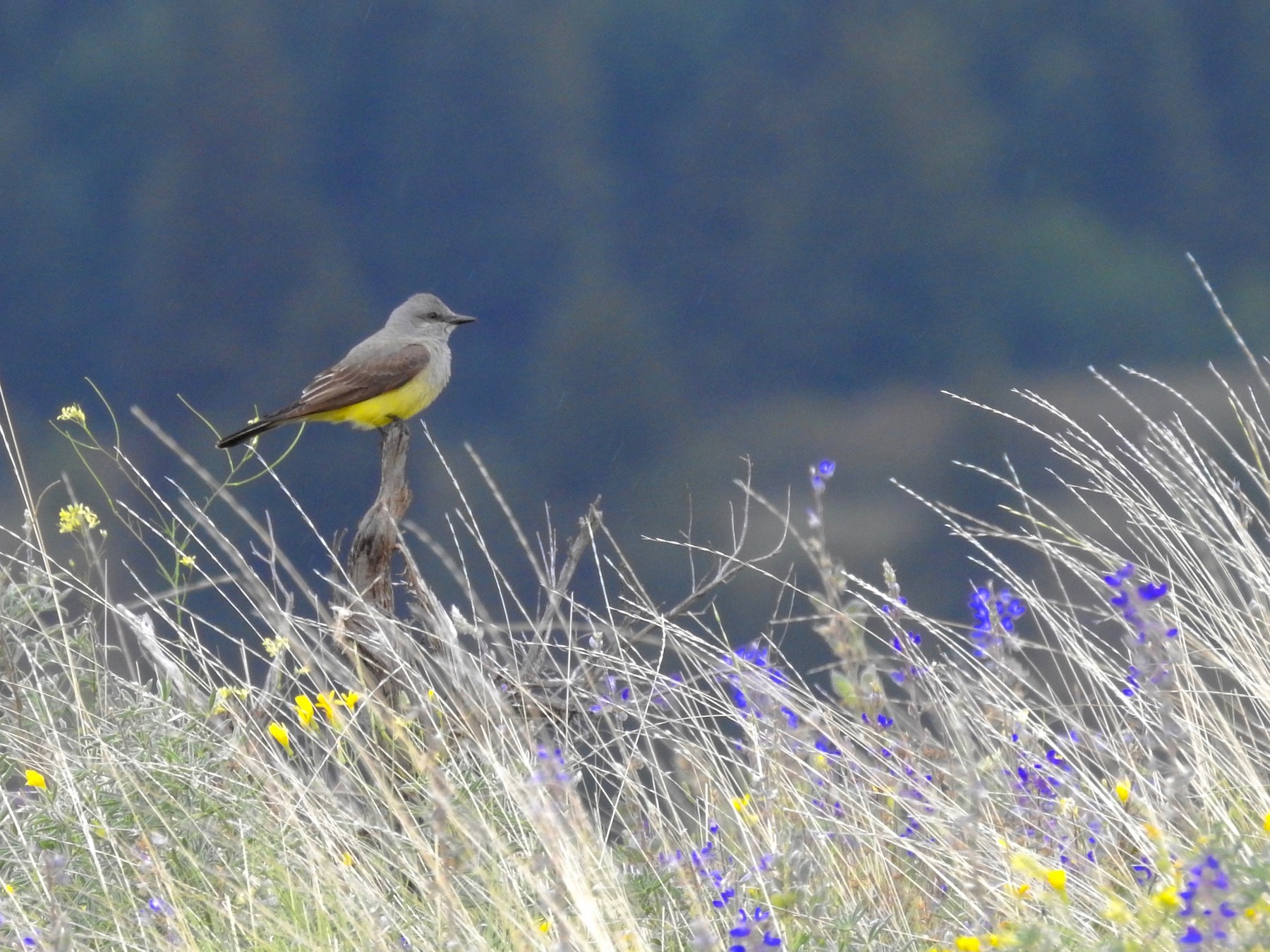 Western Kingbird - eBird