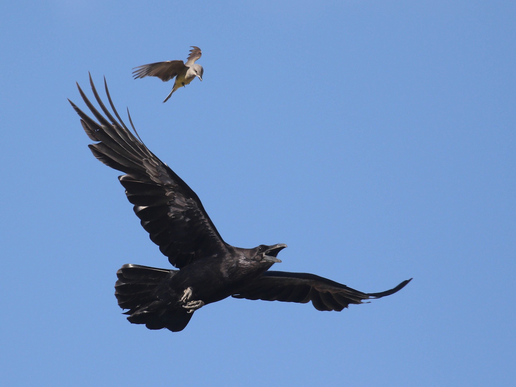 Western Kingbird Flying