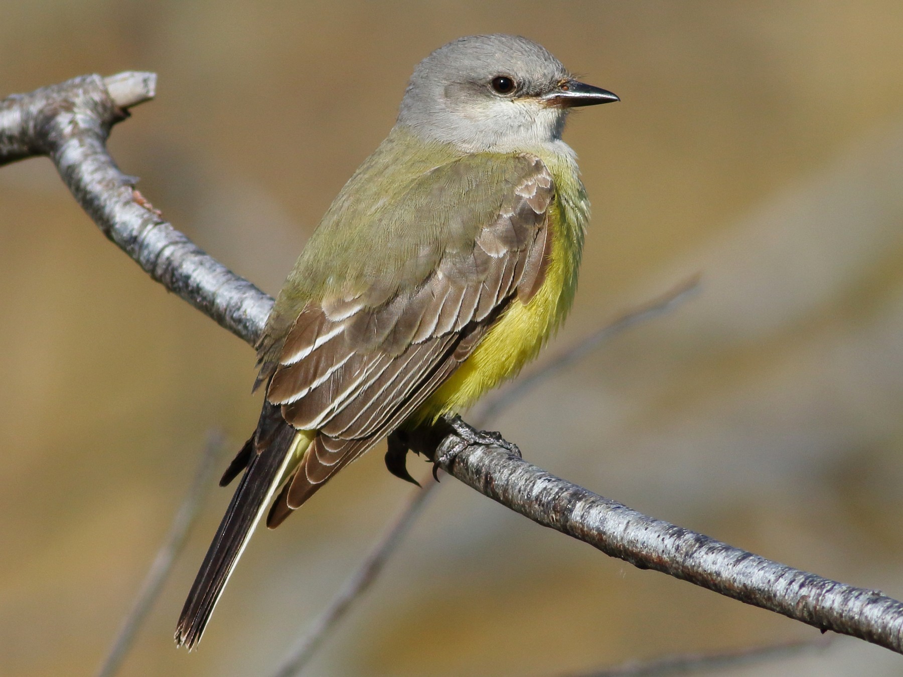 Cassins Kingbird Vs Western Kingbird