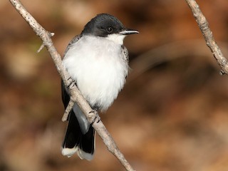 Eastern Kingbird - eBird