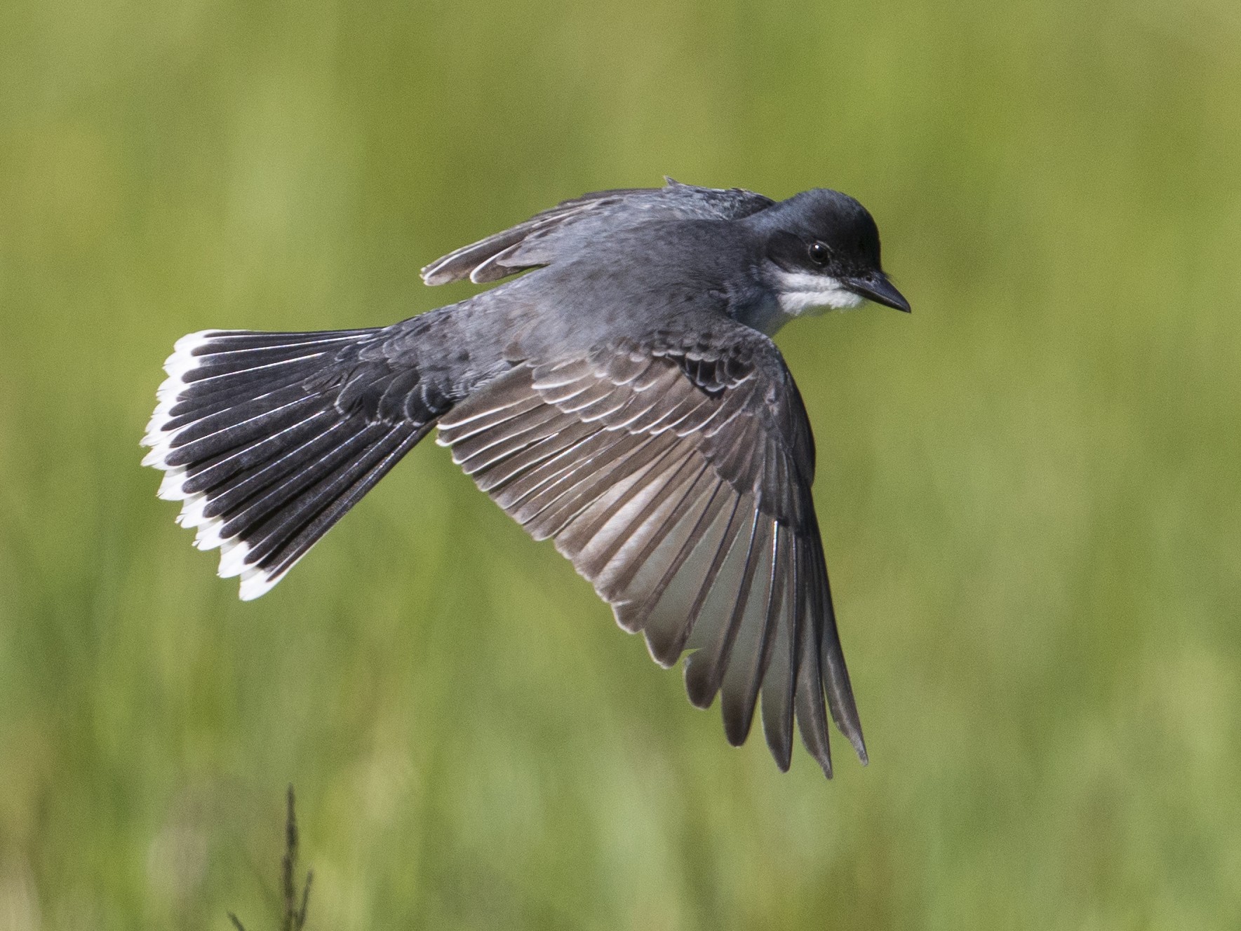 Eastern Kingbird - Pennsylvania Bird Atlas