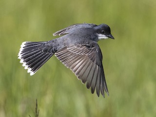 Eastern Kingbird - eBird