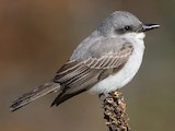 Gray Kingbird - Range map: Post-breeding migration - eBird Status and ...