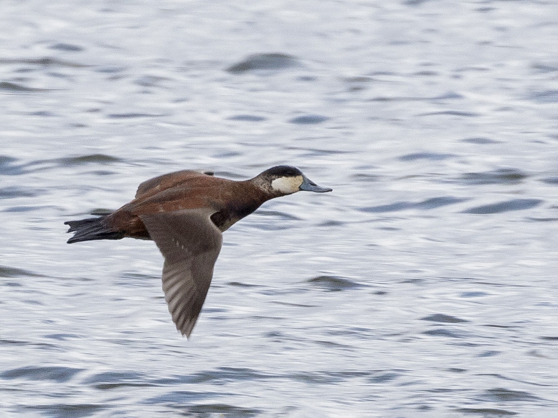 Ruddy Duck