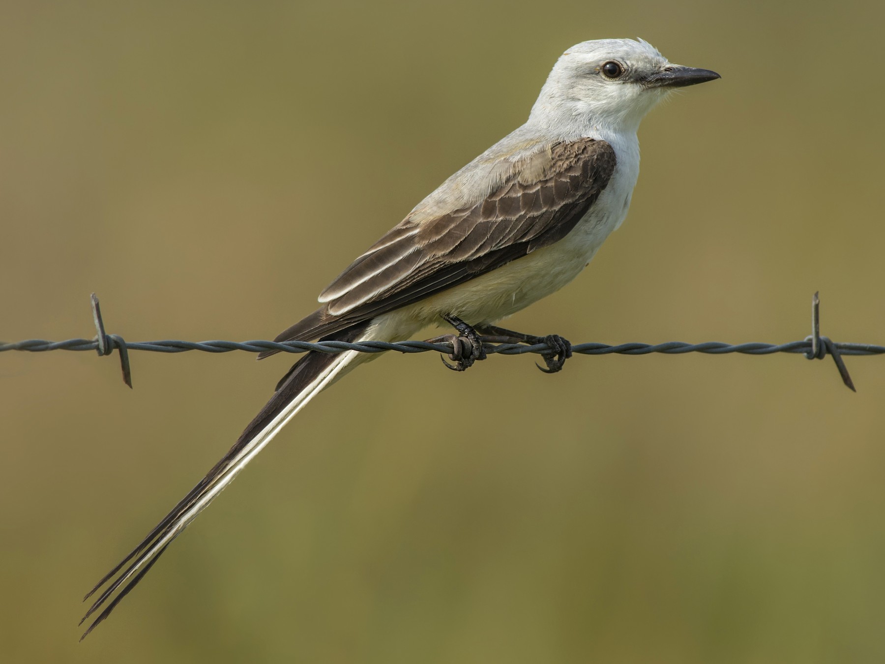 Scissor-tailed Flycatcher - eBird