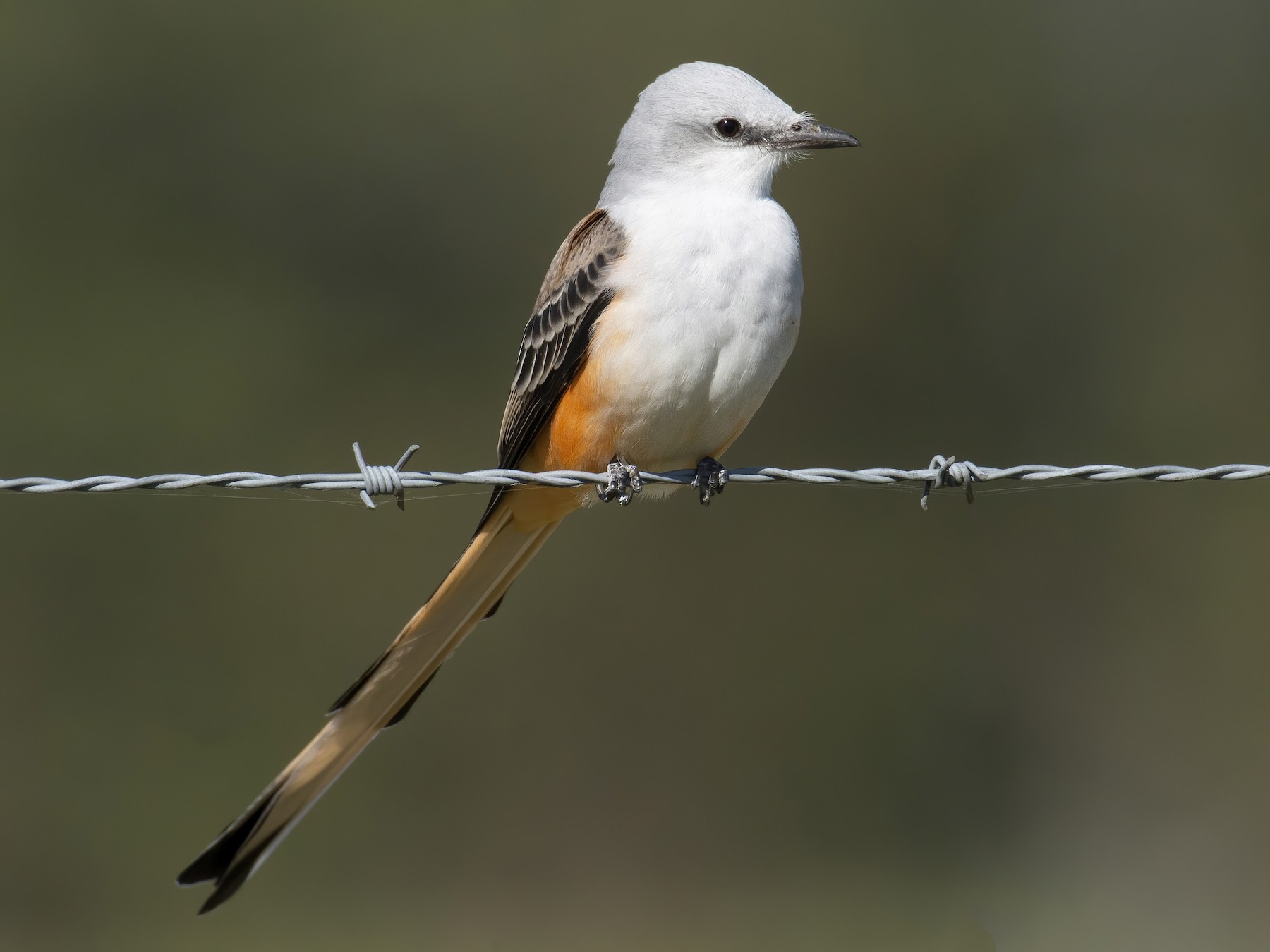 Scissor-tailed Flycatcher - eBird