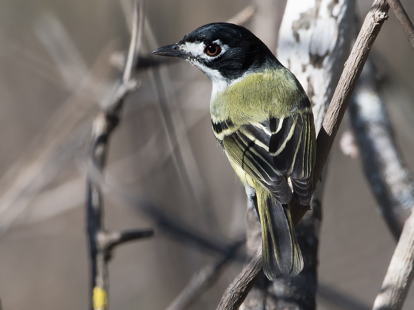 Black Capped Vireo