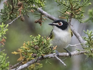 Black-capped Vireo - eBird