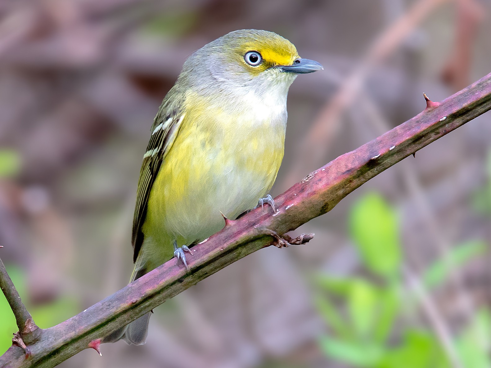 White-eyed Vireo - eBird
