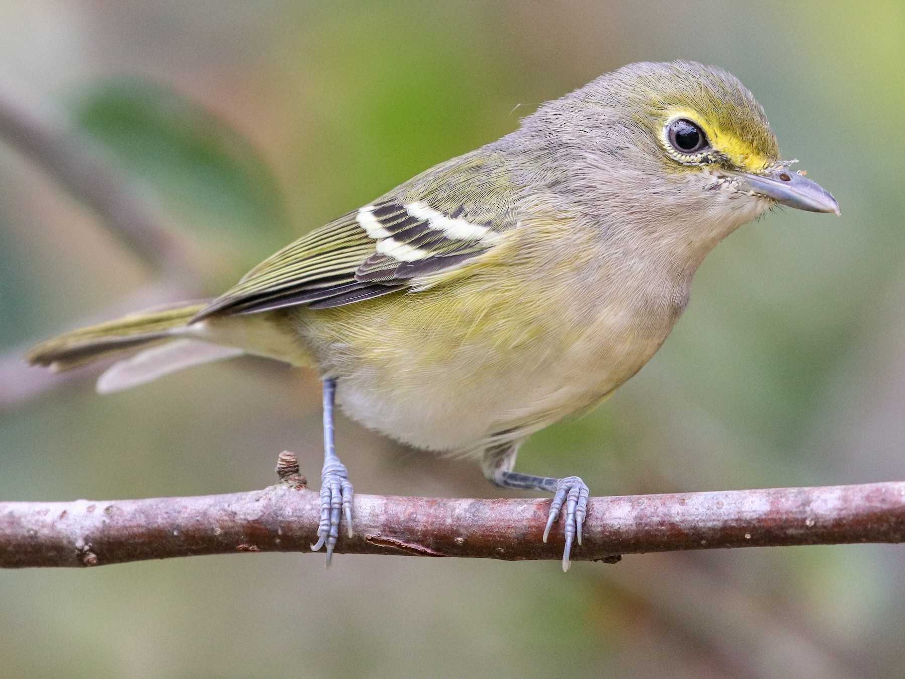 White-eyed Vireo - eBird