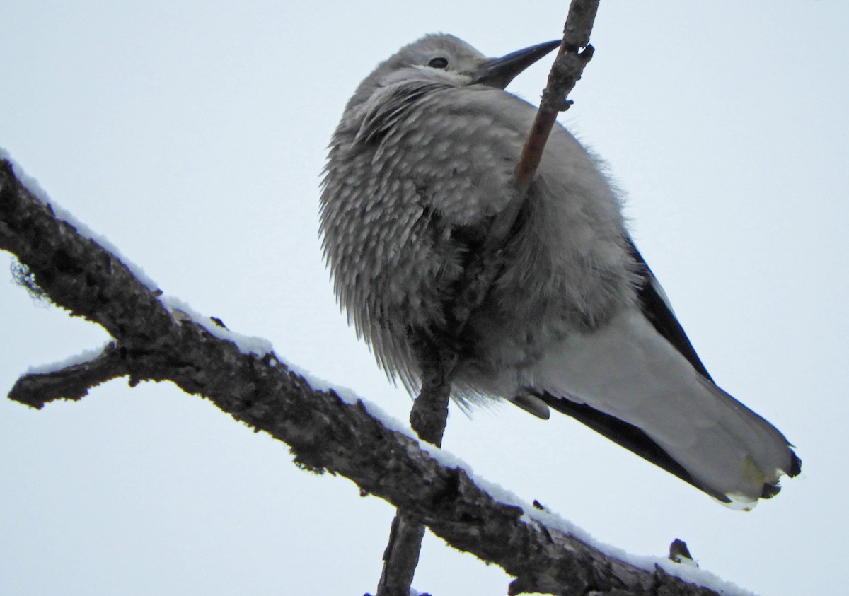eBird Checklist - 28 Jan 2021 - Harvie Heights (hamlet) - 10 species