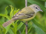 Bell's Vireo - Range map: Pre-breeding migration - eBird Status and Trends