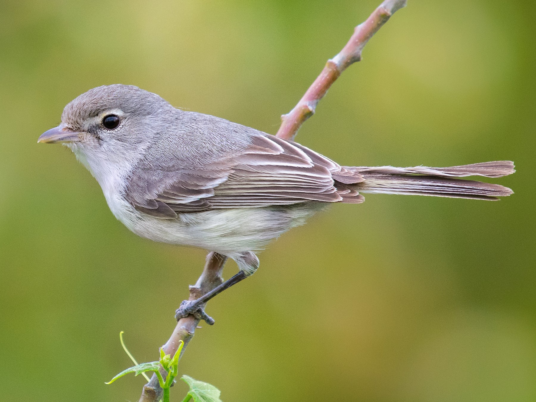 Bell's Vireo - eBird