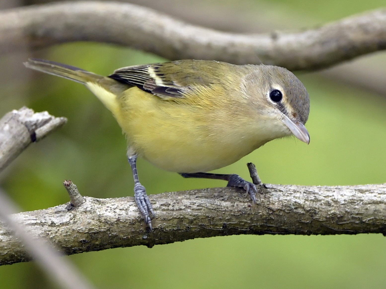 Bell's Vireo - eBird
