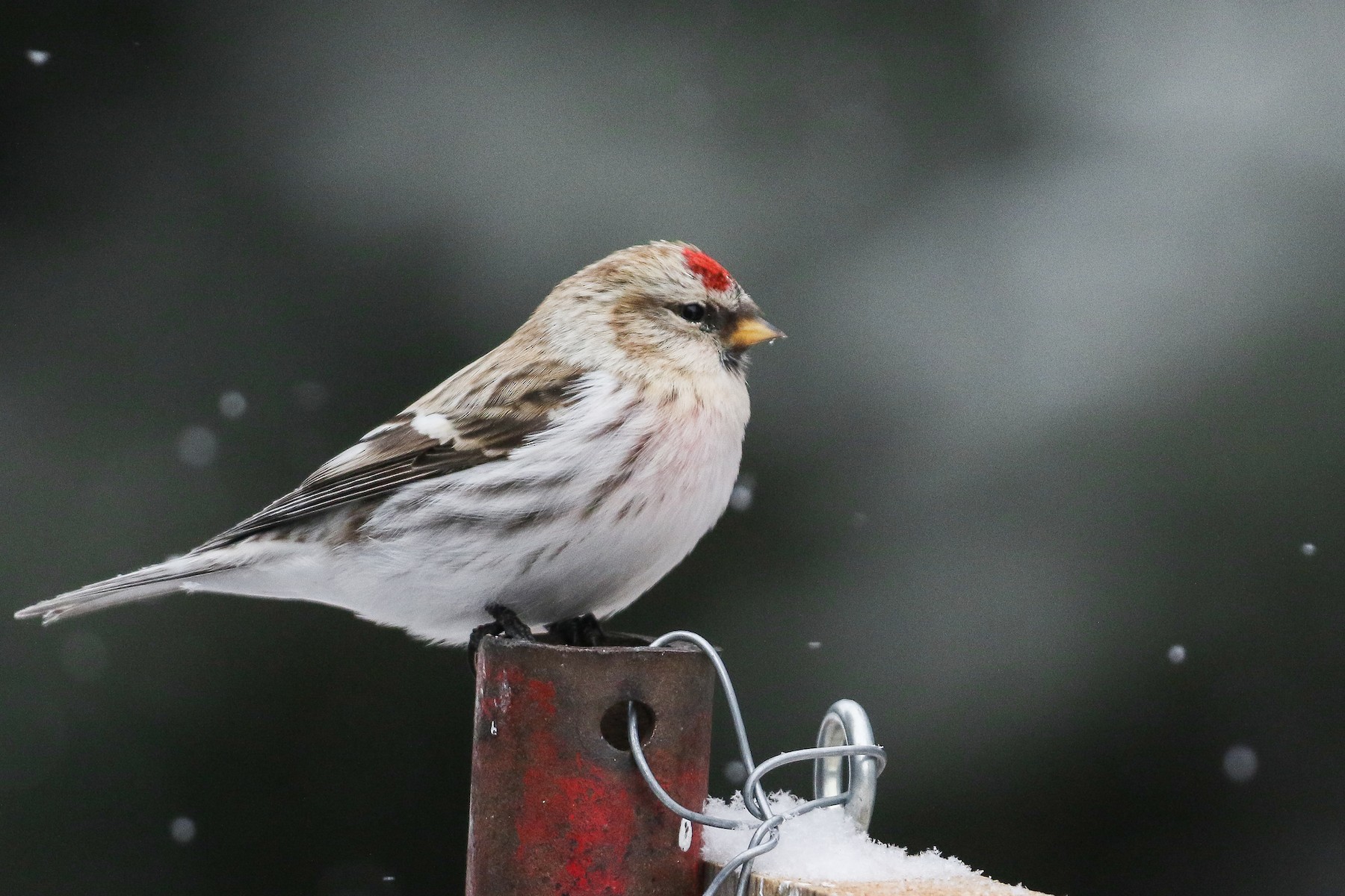 Hoary Redpoll (exilipes) - eBird