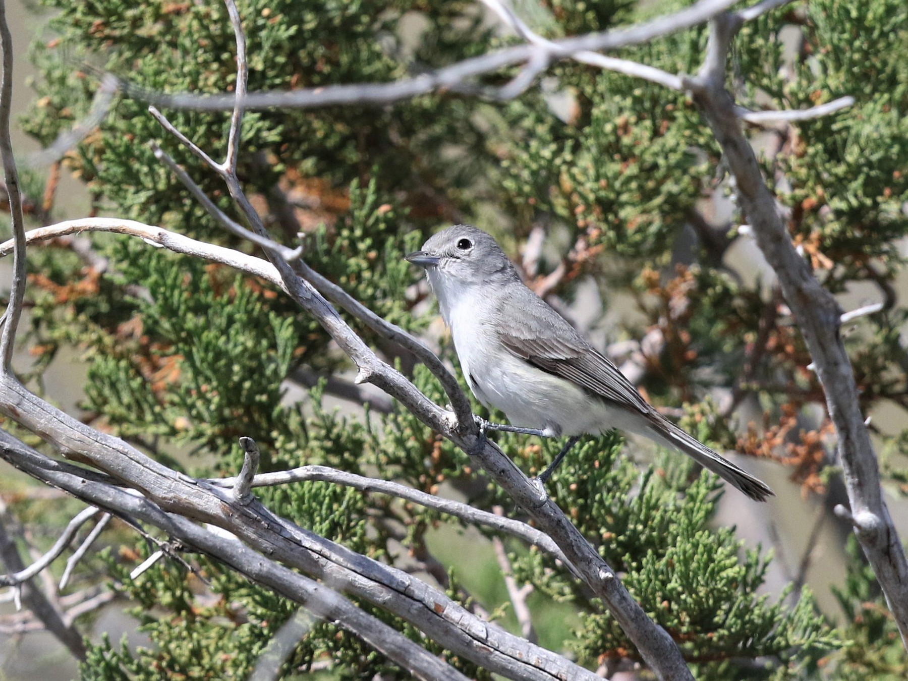 Gray Vireo - eBird