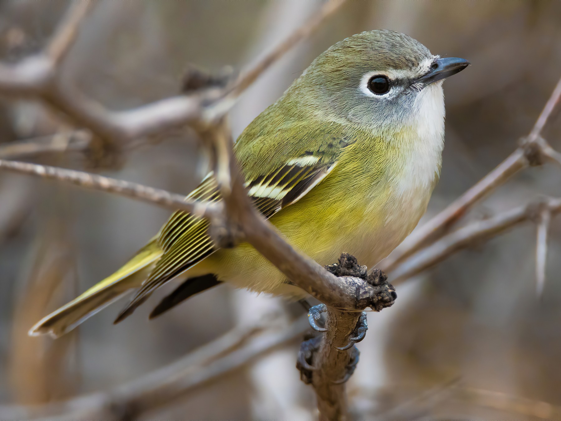 Cassin's Vireo - eBird