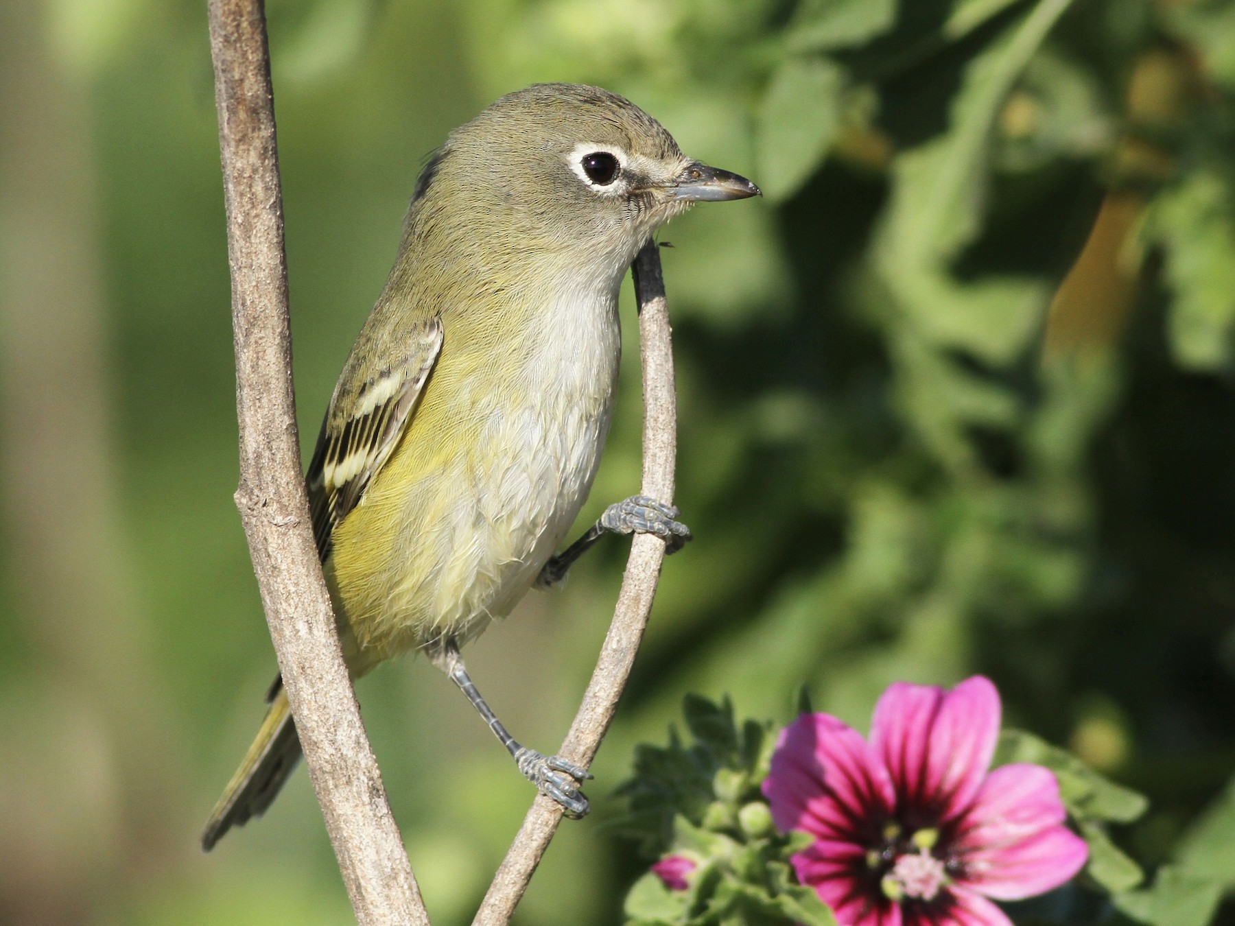 Cassin's Vireo - eBird