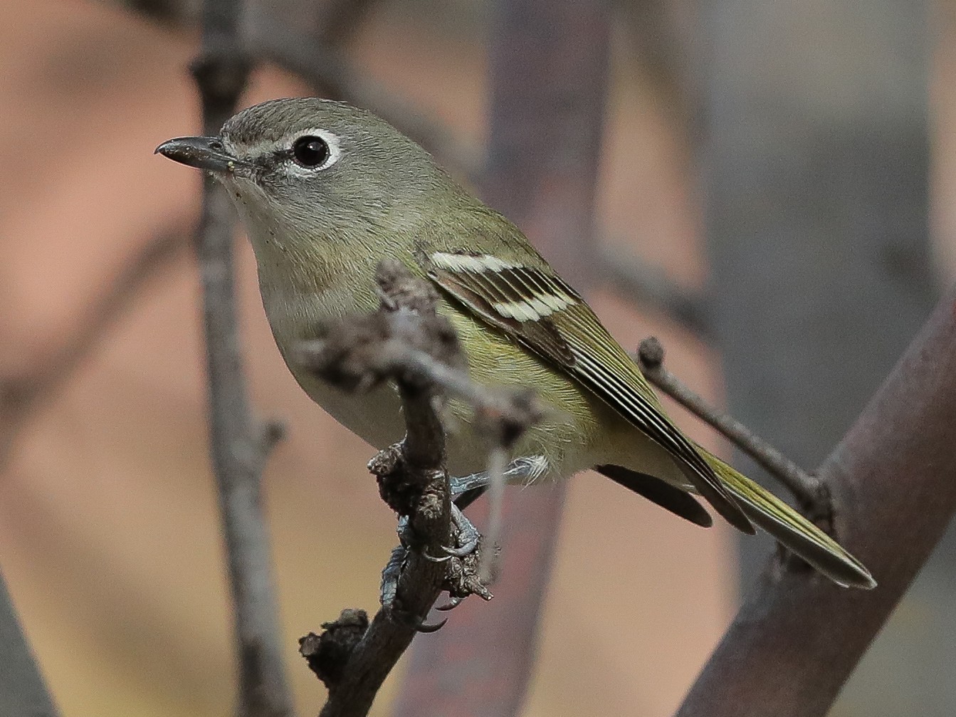 Cassin's Vireo - eBird