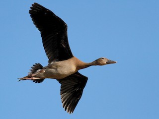 Pijije Alas Blancas - eBird