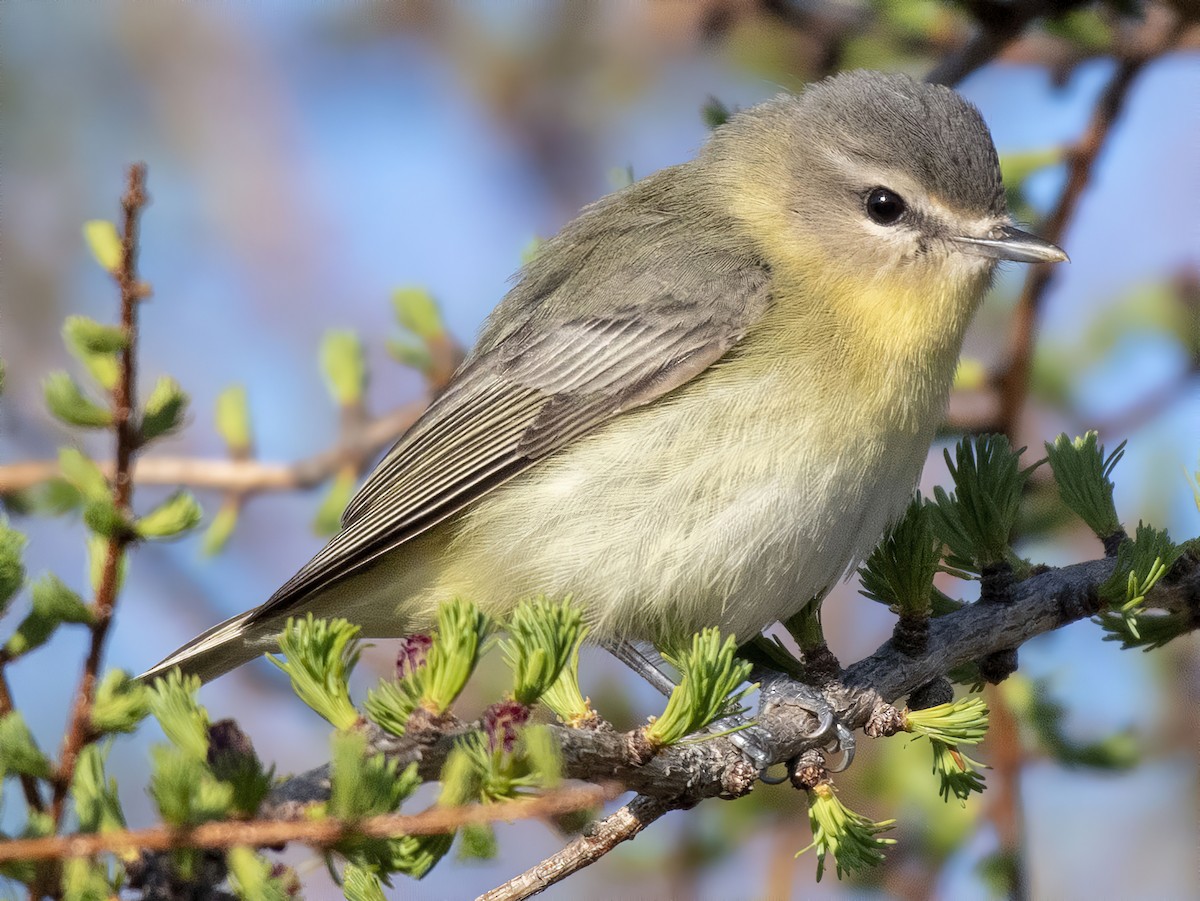 Quebec Species Overview | BirdWise ID Quizzes