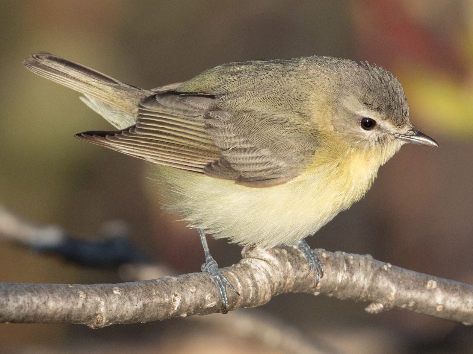 Philadelphia Vireo - Maryland-DC Breeding Bird Atlas