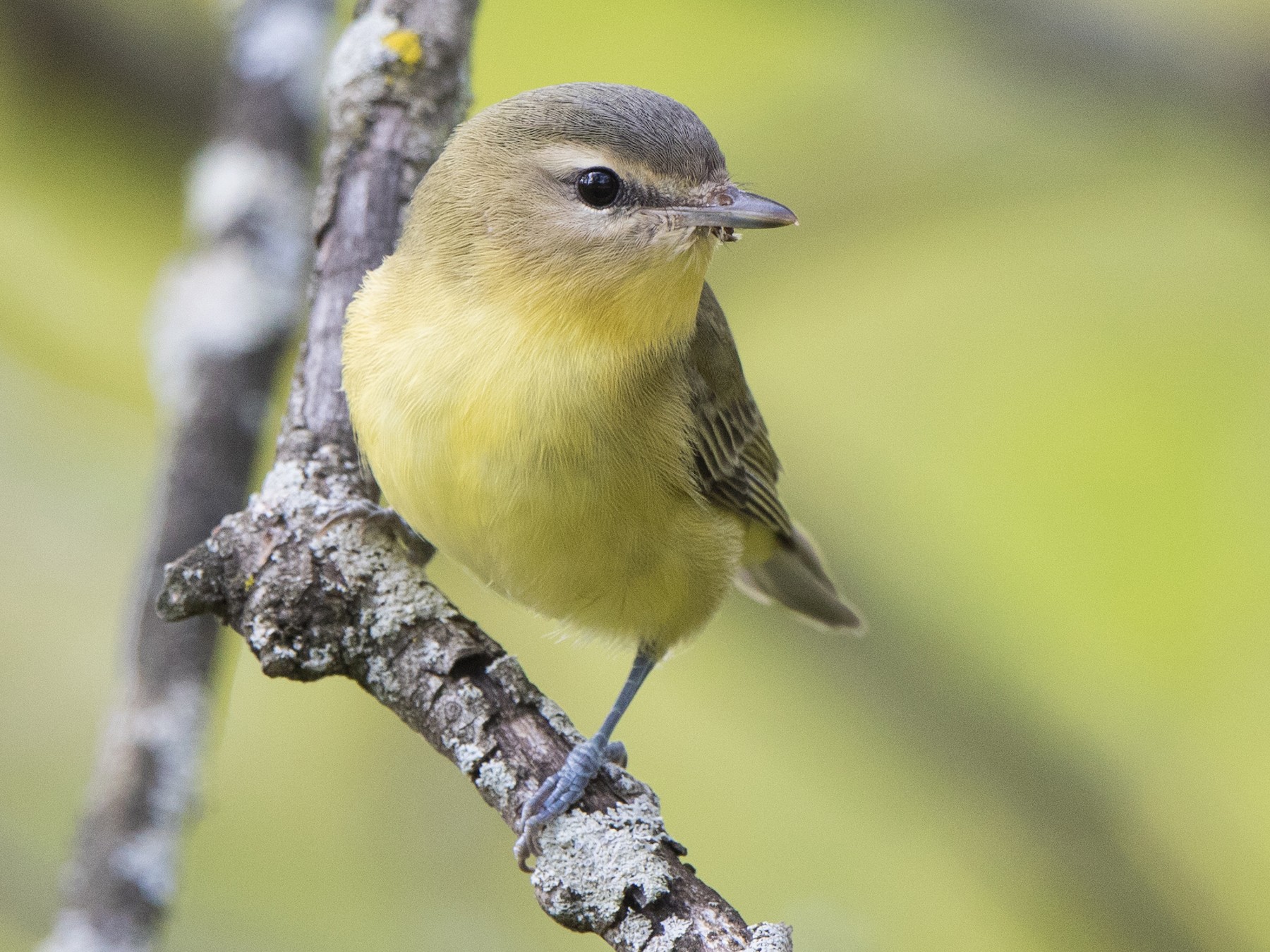 Philadelphia Vireo - eBird