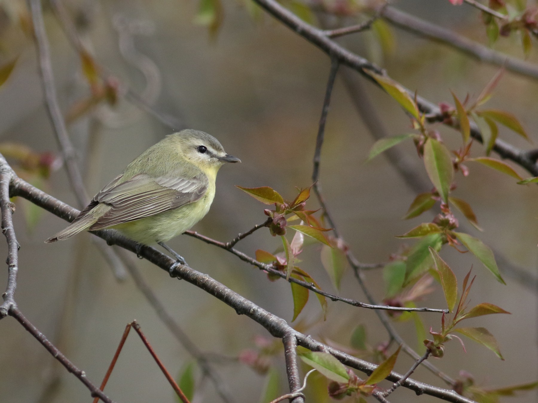 Philadelphia Vireo - eBird